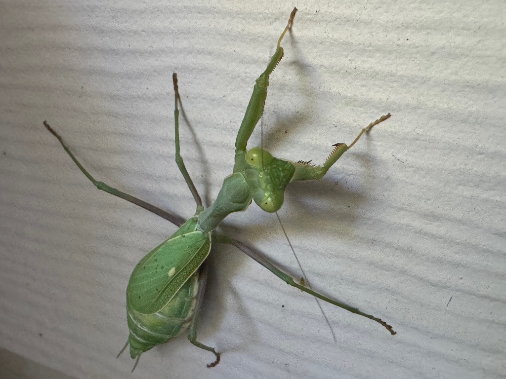 Arizona Mantis from Nevada County, CA, USA on November 07, 2024 at 01: ...