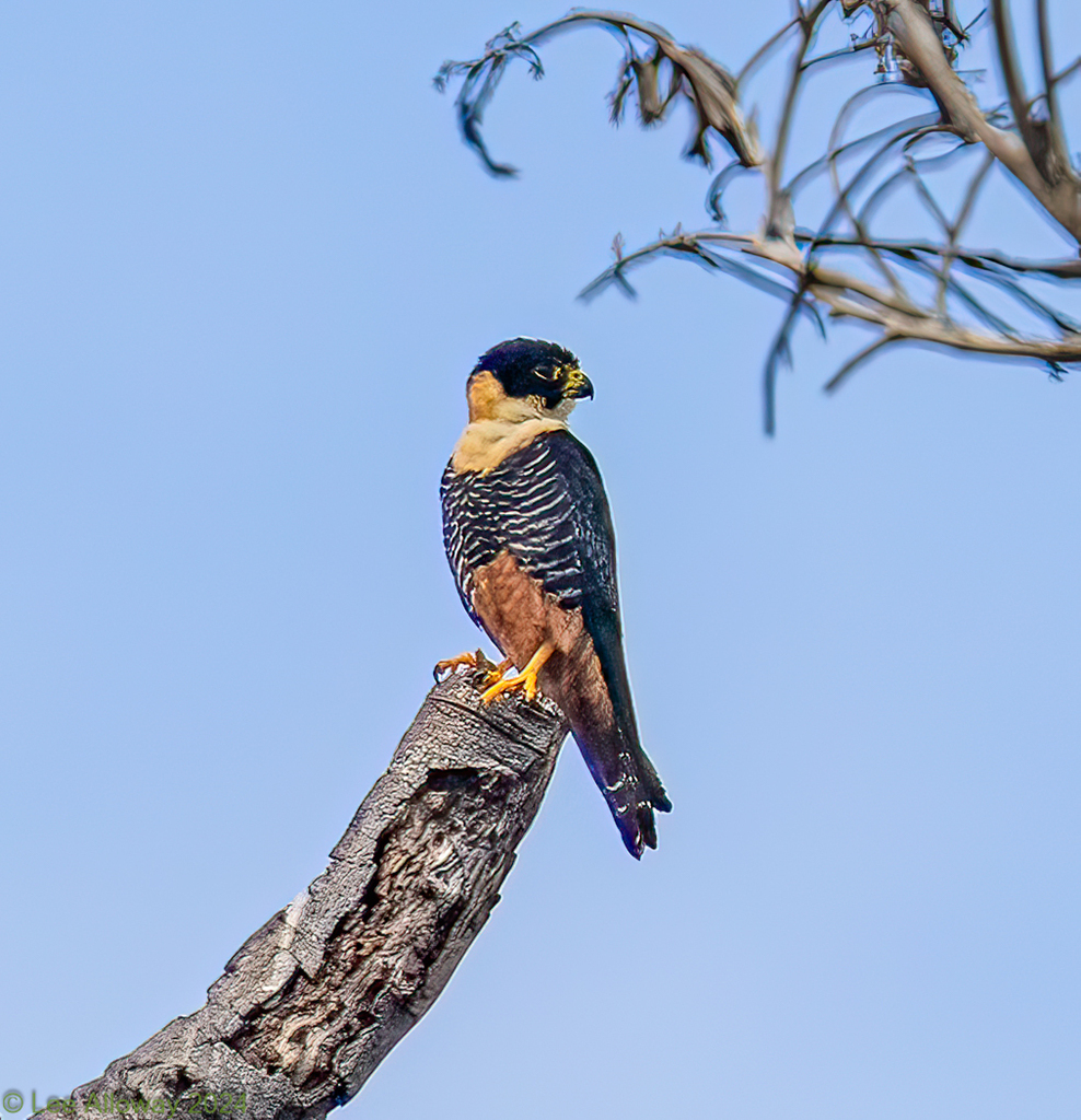 Bat Falcon from Itiquira - State of Mato Grosso, Brazil on October 27 ...