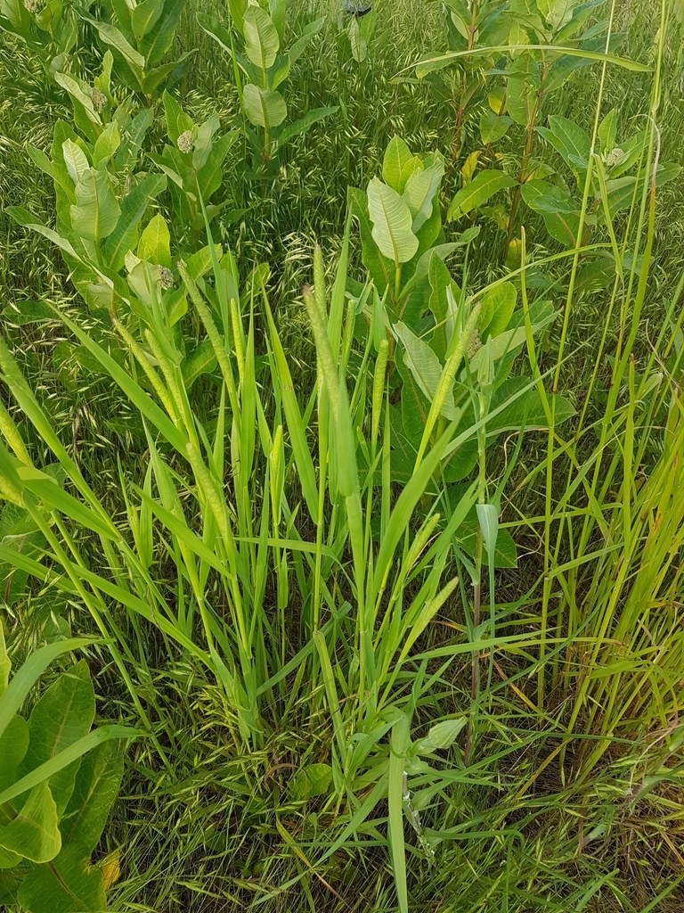 Timothy grass from Prince Edward, ON, Canada on June 24, 2019 at 07:17 ...