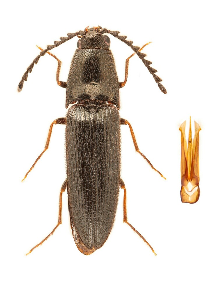 Megapenthes solitarius (Click Beetles of the United States) · iNaturalist