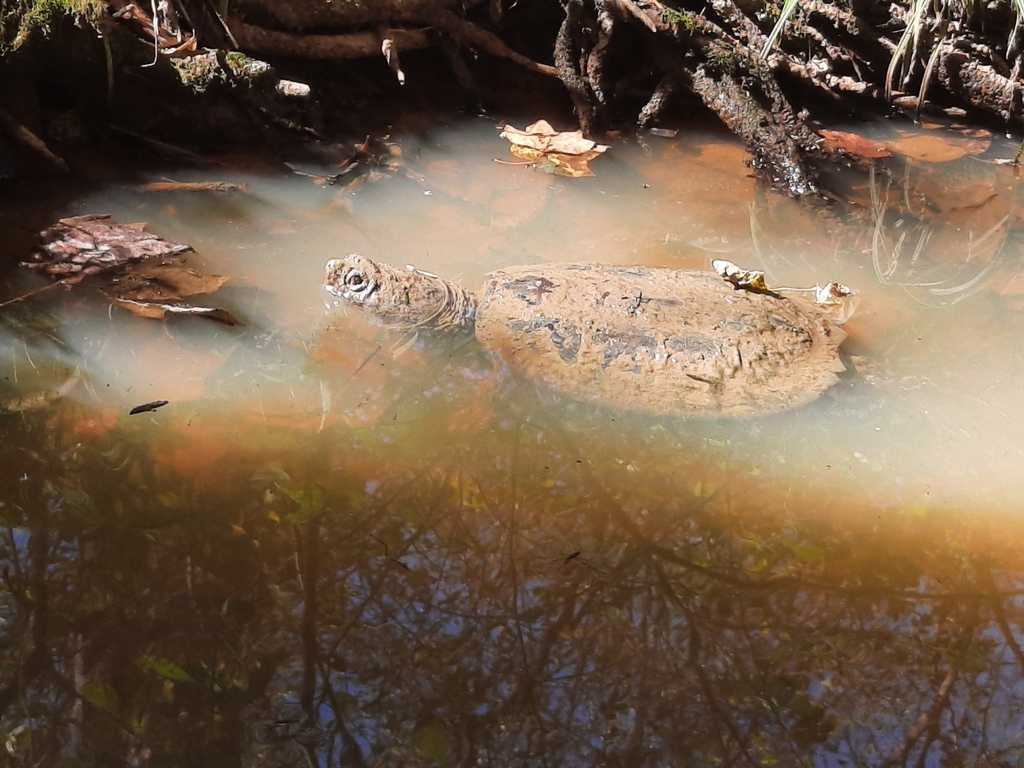 Common Snapping Turtle from Jonesborough, TN 37659, USA on October 21 ...