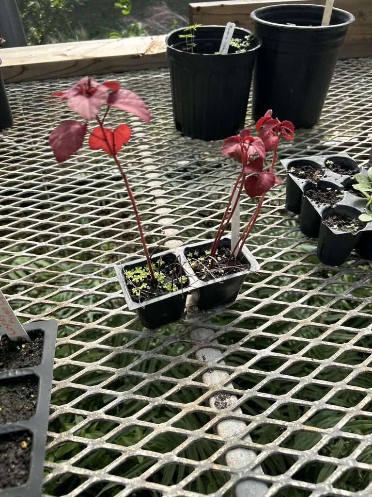 flowering plants from SW 84th St, Miami, FL, US on November 14, 2024 at ...