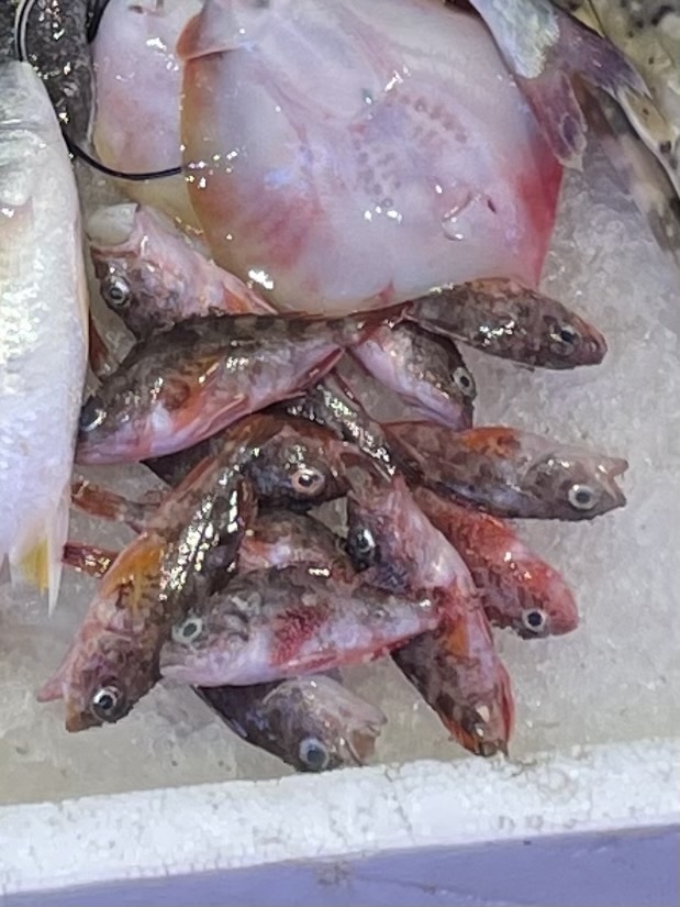 False Kelpfish in July 2023 by Larry Chen · iNaturalist