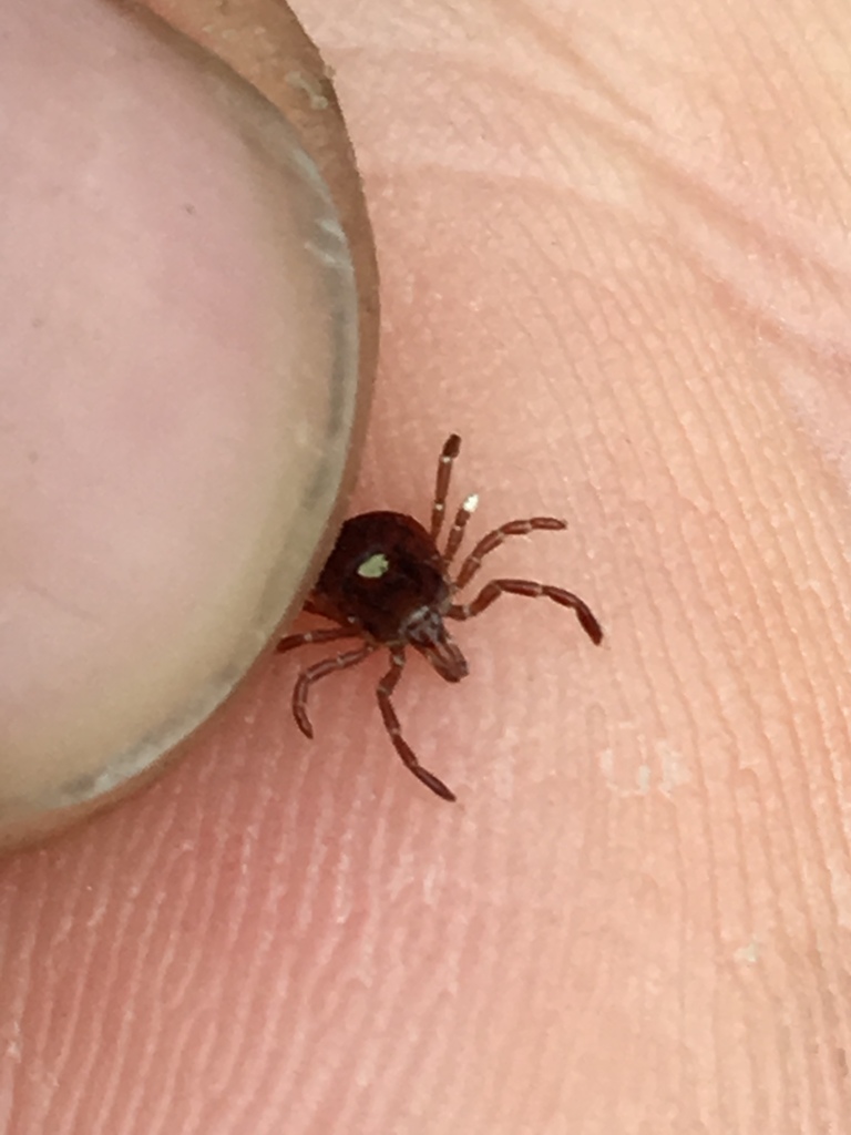 Ticks With Brown Shell