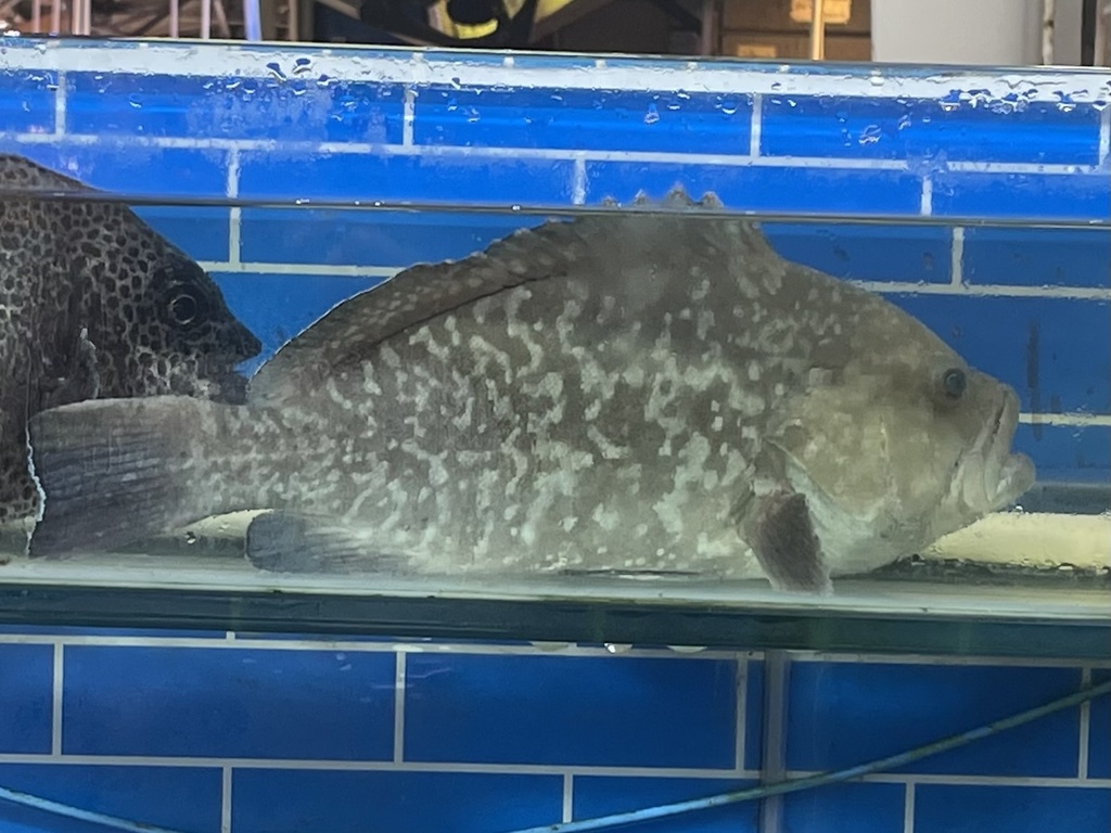 Rankin Cod in July 2023 by Larry Chen · iNaturalist