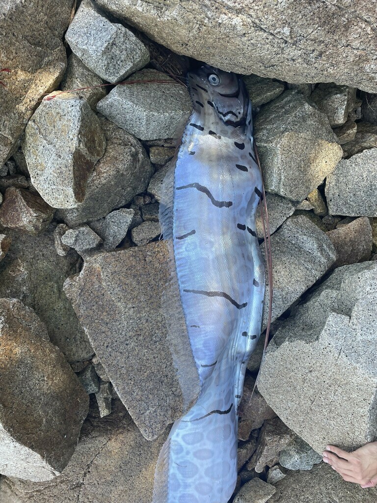 Giant Oarfish from Tasman, New Zealand on October 23, 2024 at 08:01 AM ...