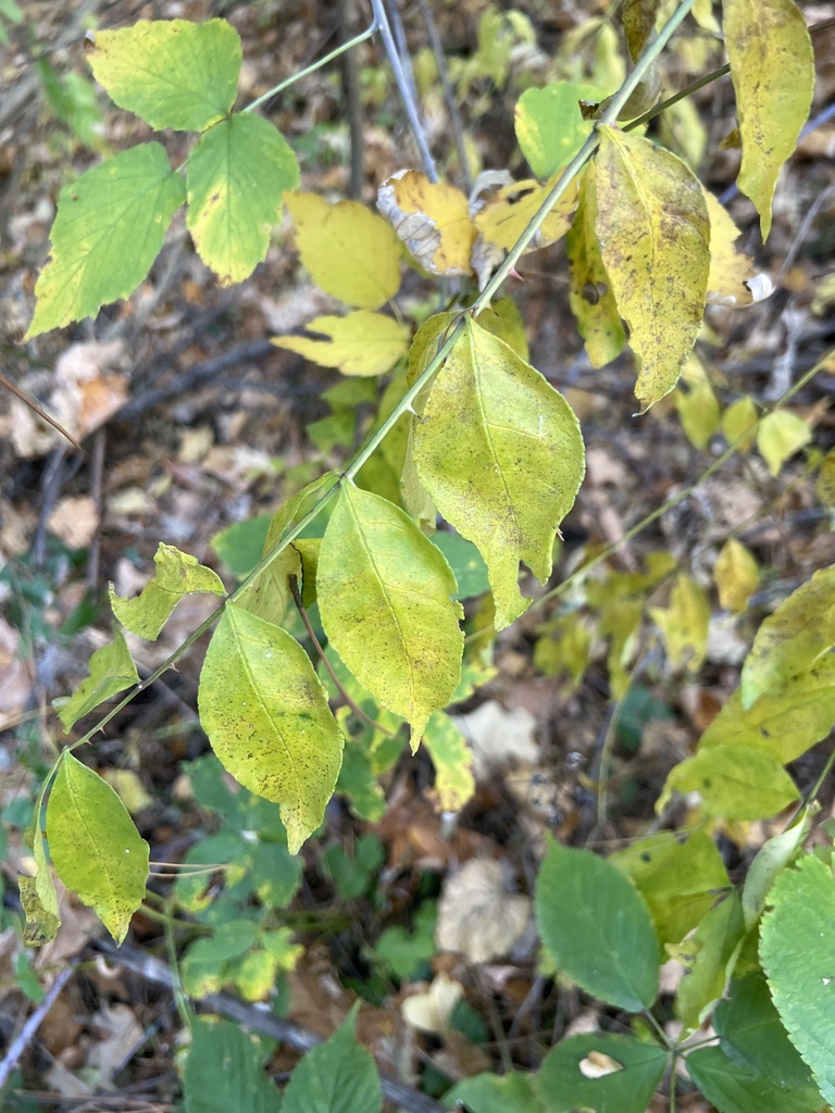 common prickly ash from Kettle Moraine State Forest Northern Unit ...
