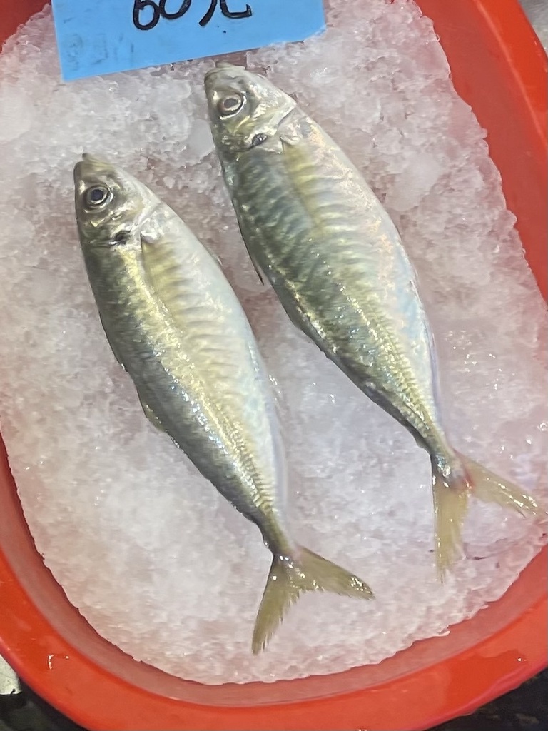 Japanese Scad in July 2023 by Larry Chen · iNaturalist