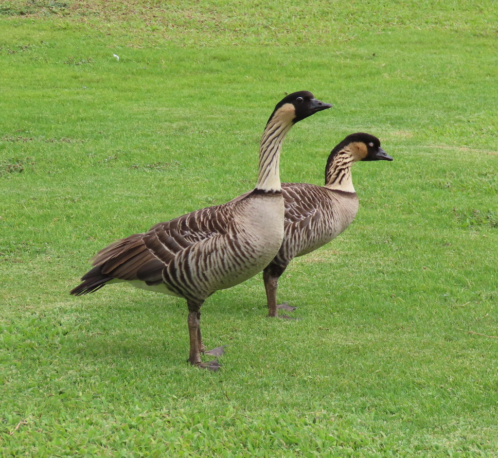 Hawaiian Goose from Kalihiwai, HI, USA on November 13, 2024 at 10:39 AM ...