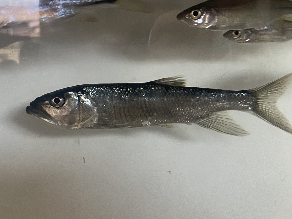 Carps and Minnows in July 2023 by Larry Chen. Local catch · iNaturalist