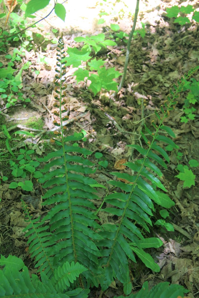 Christmas fern from South Bruce Peninsula, ON, Canada on July 10, 2019 ...