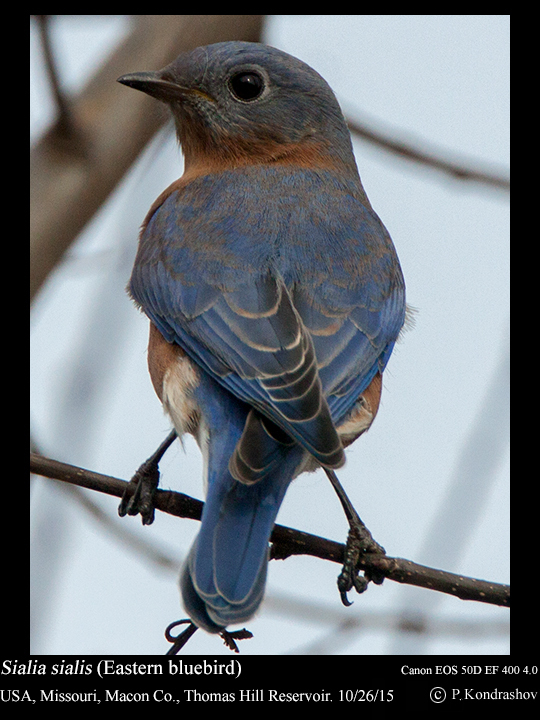 Eastern Bluebird from Macon County, MO, USA on October 26, 2015 at 02: ...