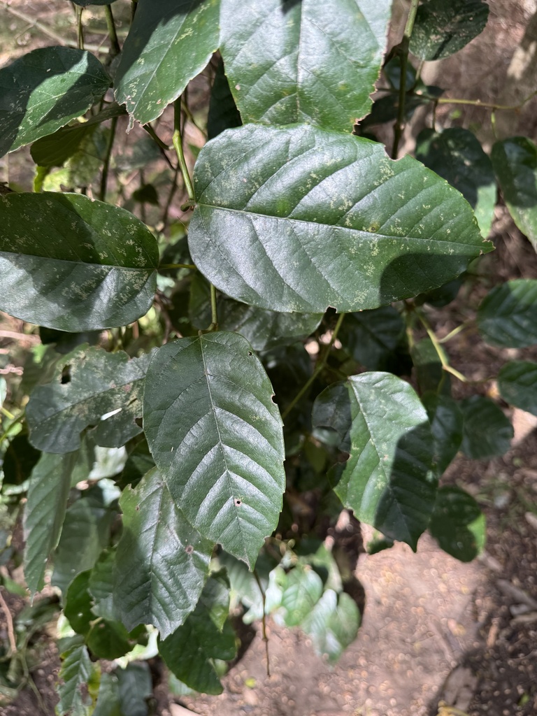 Kangaroo Vine from Bens Walk, Nowra, NSW, AU on November 4, 2024 at 07: ...