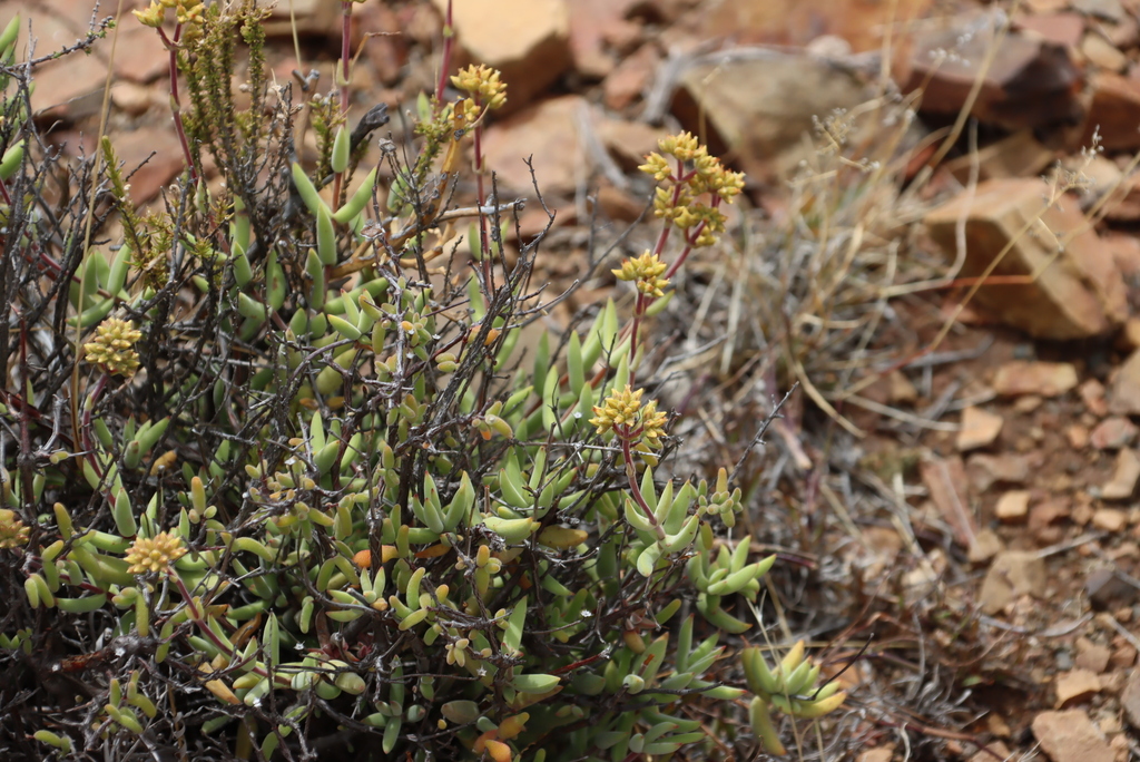 Louhout Stonecrop from Day 5 Erdvark Trail, Grootdroom to Booplaas ...