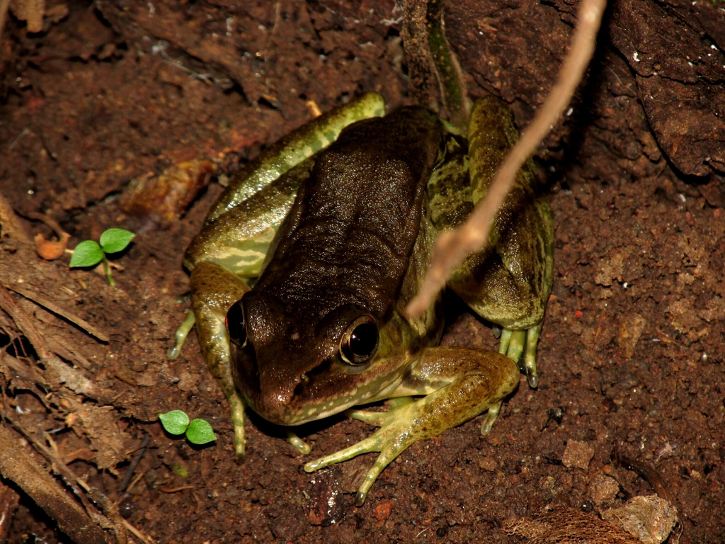 Highland Frog from Chalchuapa, El Salvador on July 11, 2017 at 07:25 PM ...