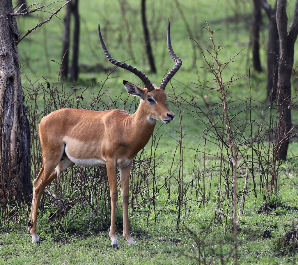 Common Impala from Lake Mburo National Park, Uganda on September 26 ...