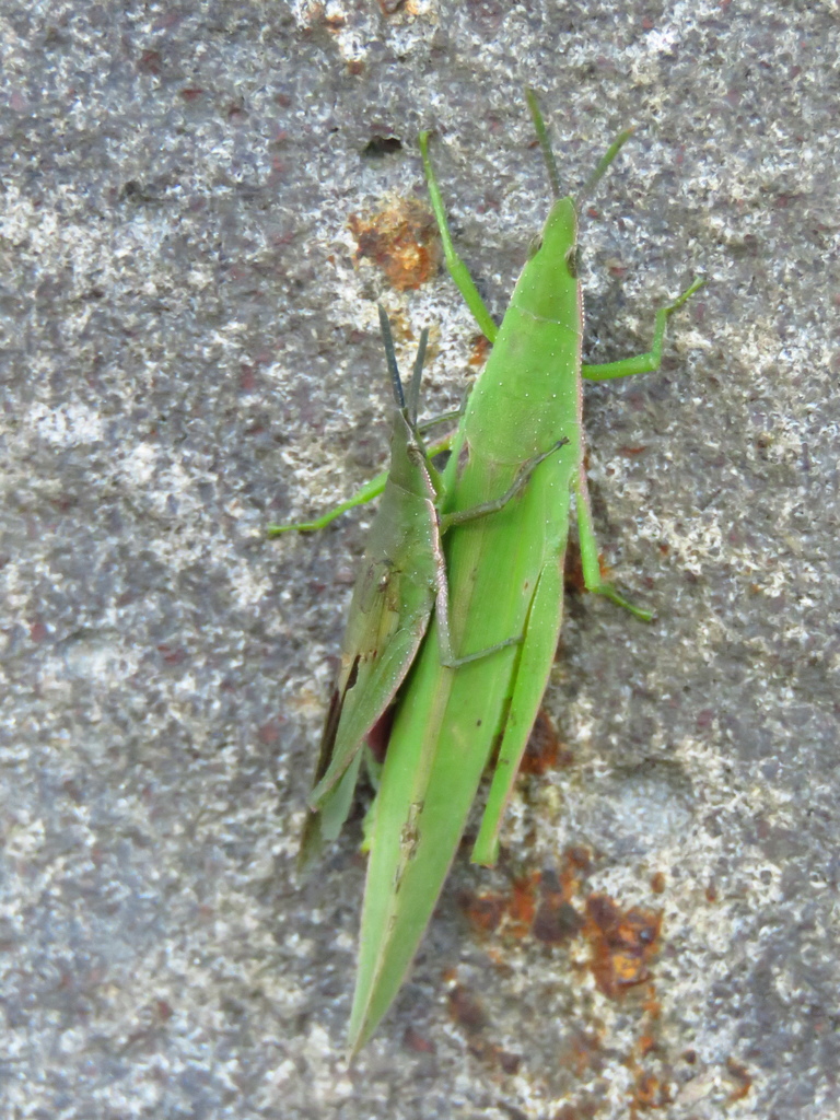 Atractomorpha sinensis sinensis from Sanghyo-dong, Seogwipo-si, Jeju-do ...