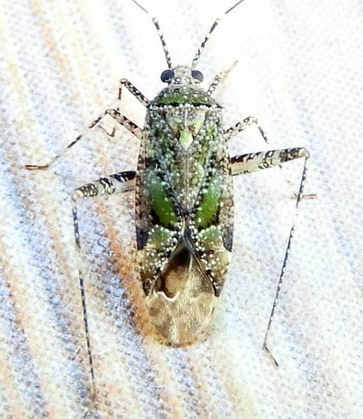 lime plant bug from Reading, PA, USA on October 22, 2024 at 10:27 PM by ...