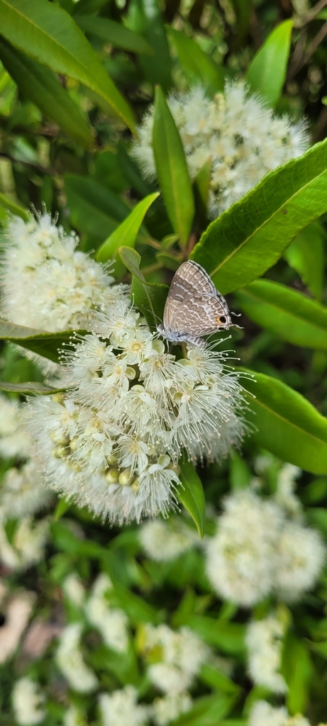 Wattle Blue from Bellbowrie QLD 4070, Australia on November 15, 2024 at ...
