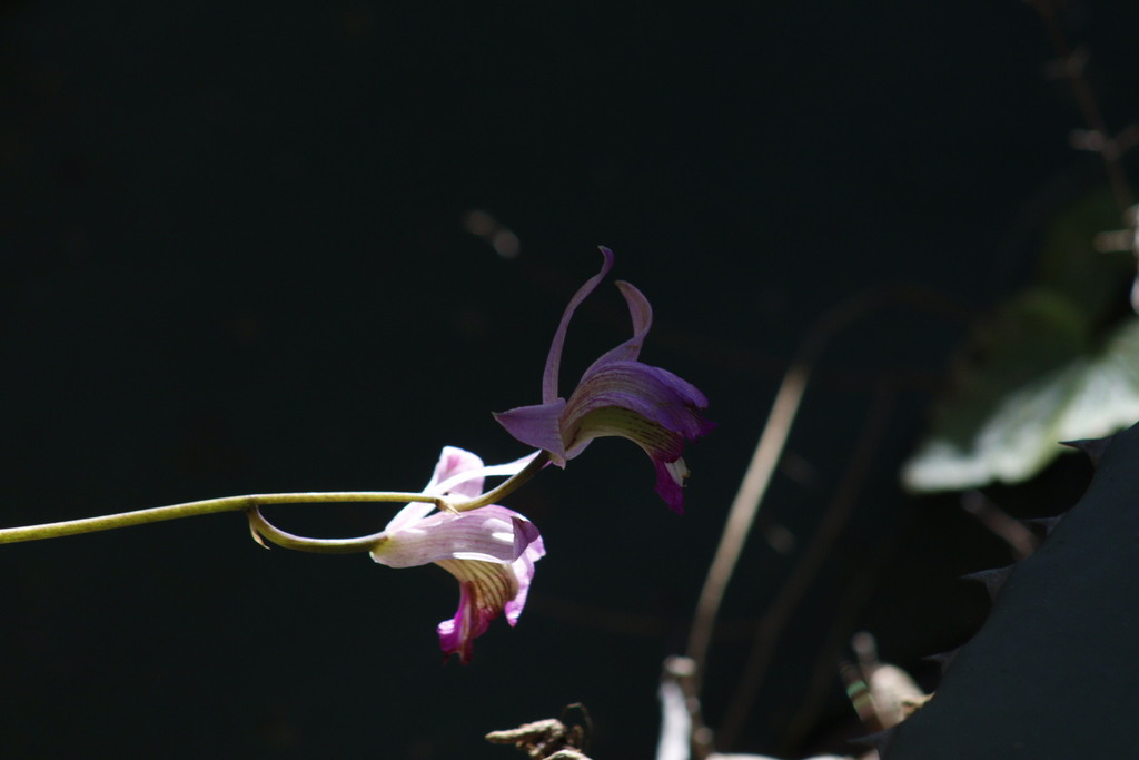 Bletia neglecta from Parque Nacional Bosque del Pedregal, Ciudad de ...
