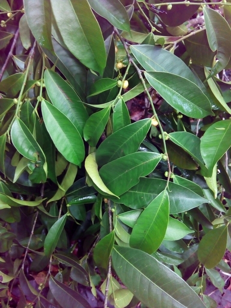 Pseudolmedia spuria from Provincia de Puntarenas, Costa Rica on July 15 ...