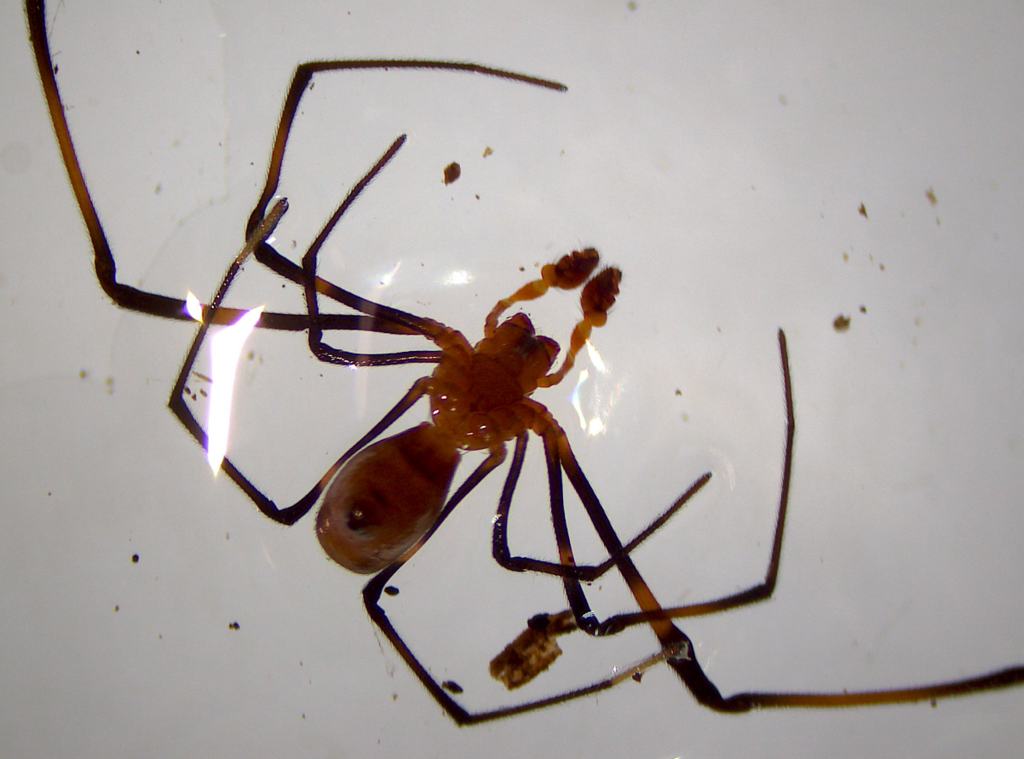 Dewdrop Spiders from Dungavel Park, Ann St, Malanda QLD 4885, Australia ...