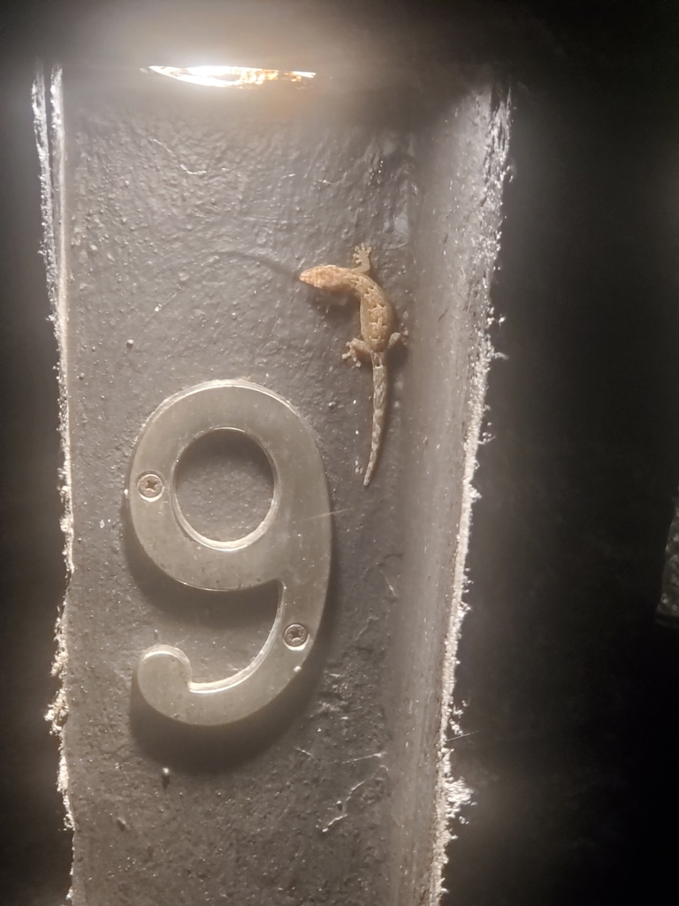 Mourning Gecko from F8W3+WJX, Alajuela Province, La Fortuna, Costa Rica on February 3, 2024 at ...