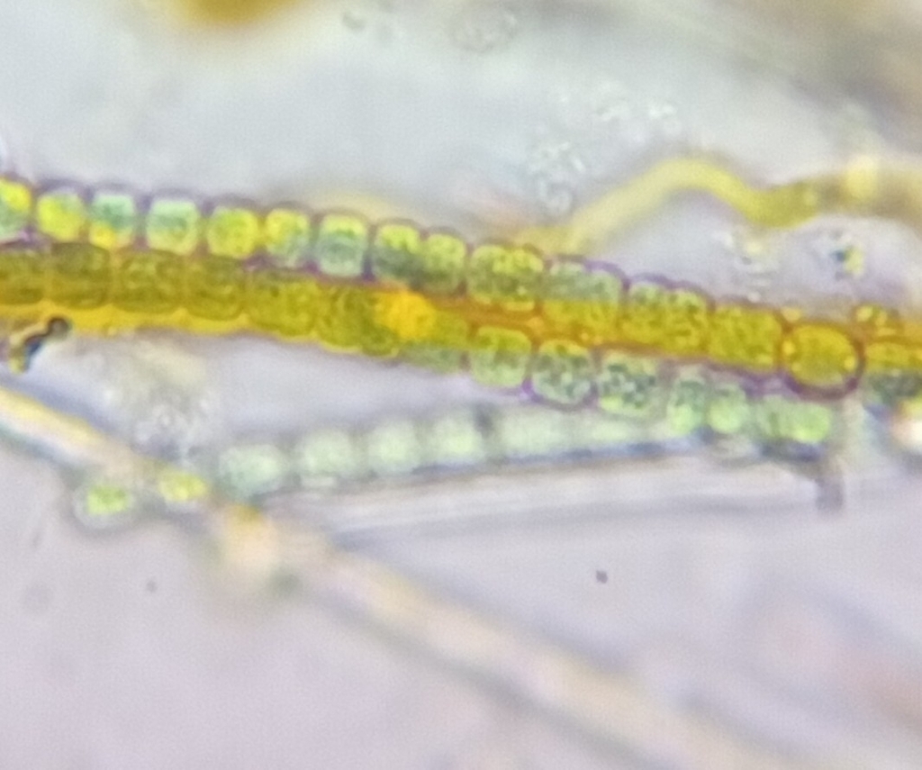 Anabaena from China, ME 04358, USA on November 14, 2024 at 07:27 PM by ...