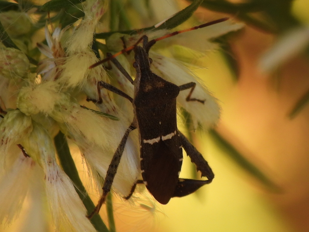 Eastern Leaf-footed Bug from Euless, TX, USA on November 14, 2024 at 04 ...