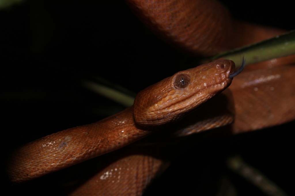 Ringed Tree Boa from Heredia, Sarapiquí, Costa Rica on August 29, 2024 ...