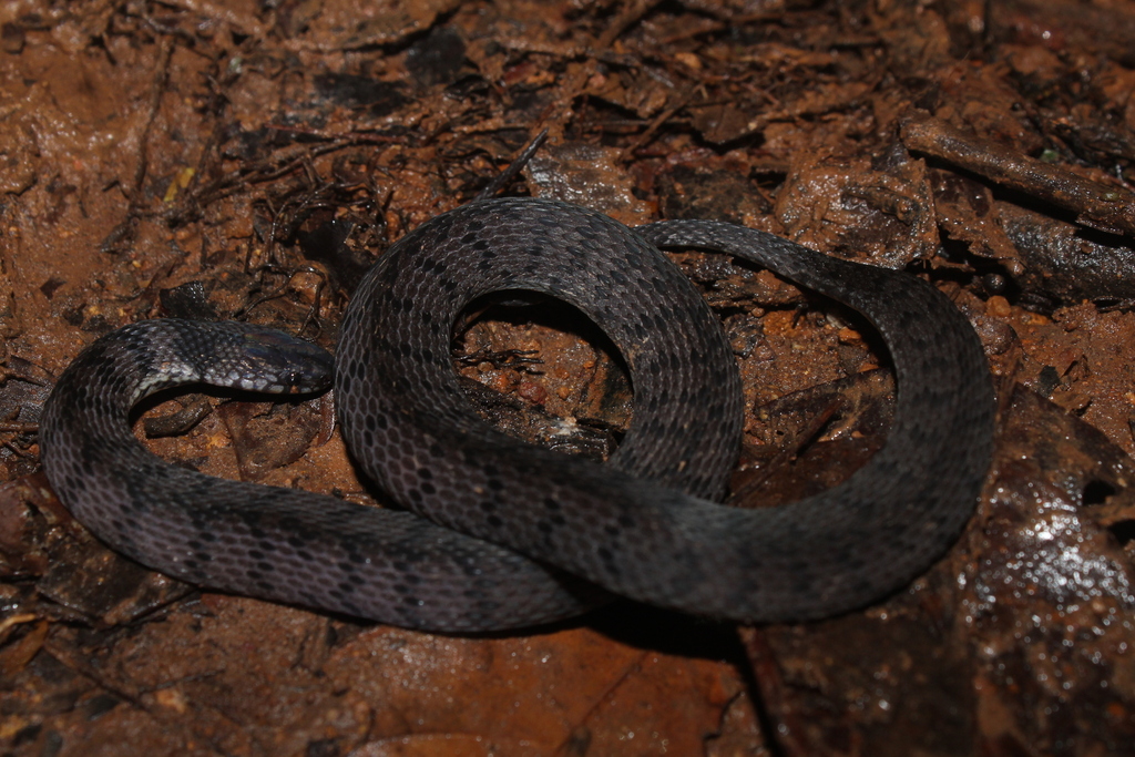 Spotted Coffee Snake from Heredia, Sarapiquí, Costa Rica on August 31 ...