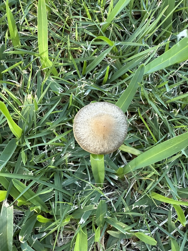 Banded Mottlegill from Oʻahu, Kailua, HI, US on November 14, 2024 at 04 ...