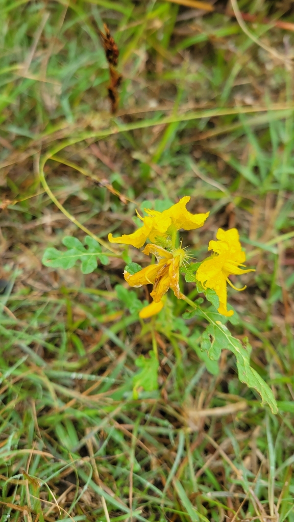 buffalo-bur from Plano, TX 75093, USA on November 8, 2024 at 08:50 AM ...