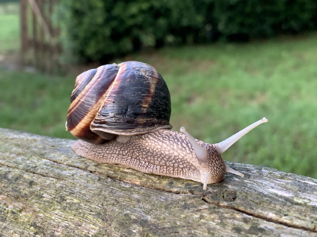 Turkish Snail from Via Bean 16/A, Varese Ligure, Ligurien, IT on July ...