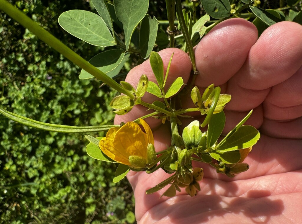 American Sicklepod from Smokey Rd. near Riverton Rose Trail, Colbert ...