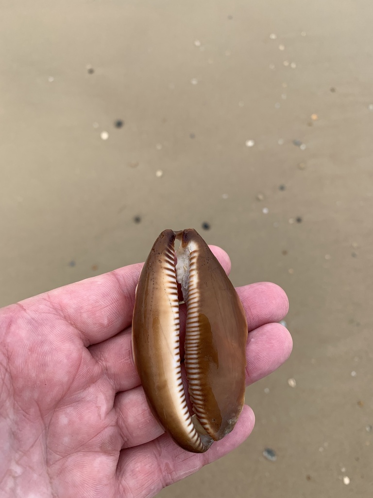 Mole Cowrie from Bongil Bongil National Park, Bundagen, NSW, AU on ...