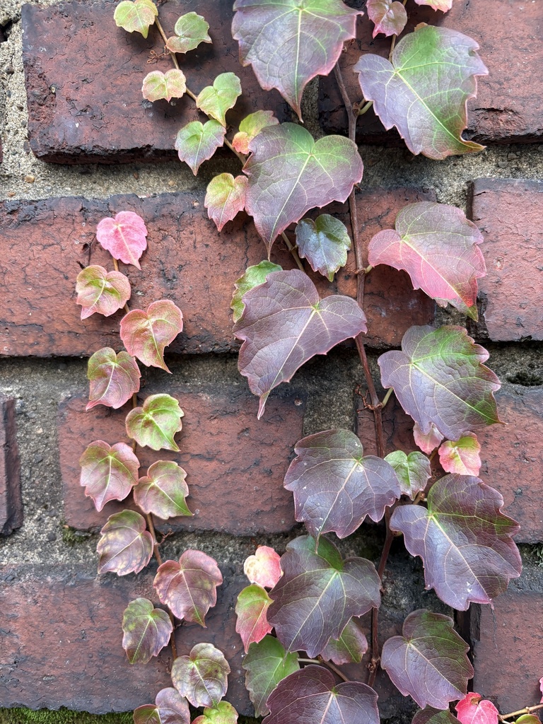 Japanese creeper from Penton Rd, Pittsburgh, PA, US on November 11 ...