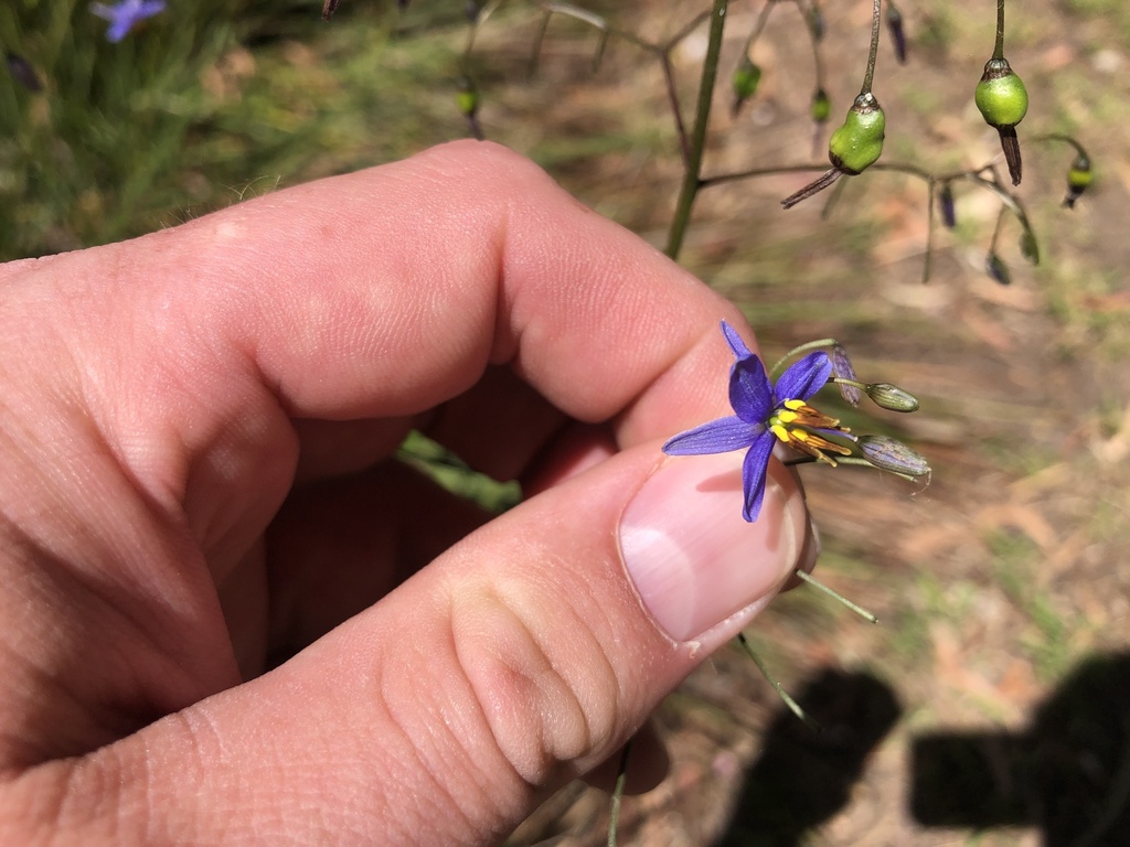 Blueberry Lily from Knox Ct, Sunbury, VIC, AU on November 15, 2024 at ...