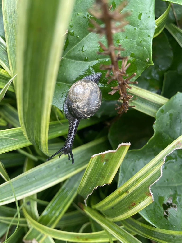 Acusta ravida from 宁波诺丁汉大学, 宁波市, 浙江省, CN on November 15, 2024 at 11:04 ...