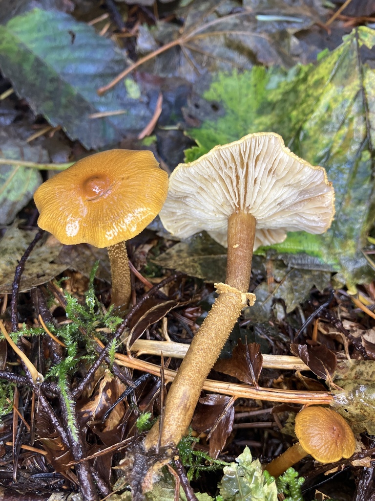 Cystoderma carcharias fallax from Tillamook County, US-OR, US on ...