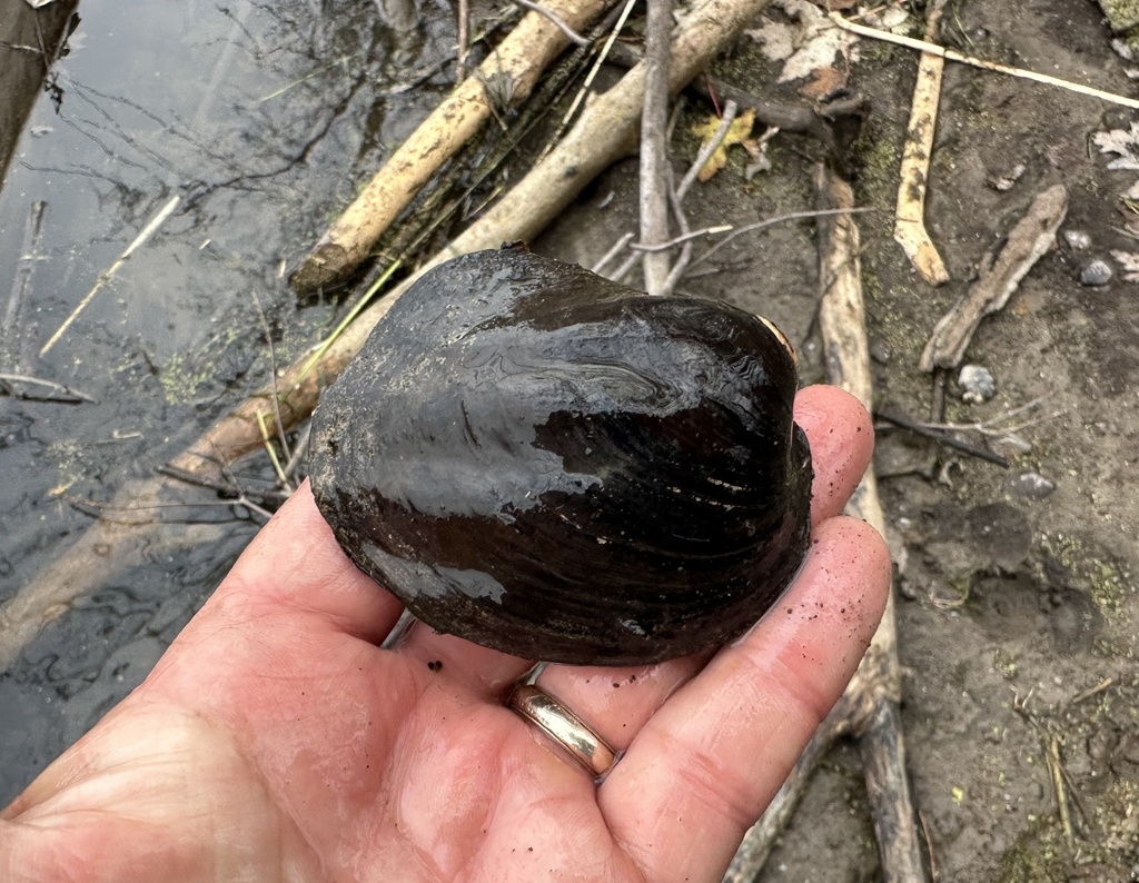 Three-ridge Mussel from Mississippi River, De Soto, WI, US on November ...