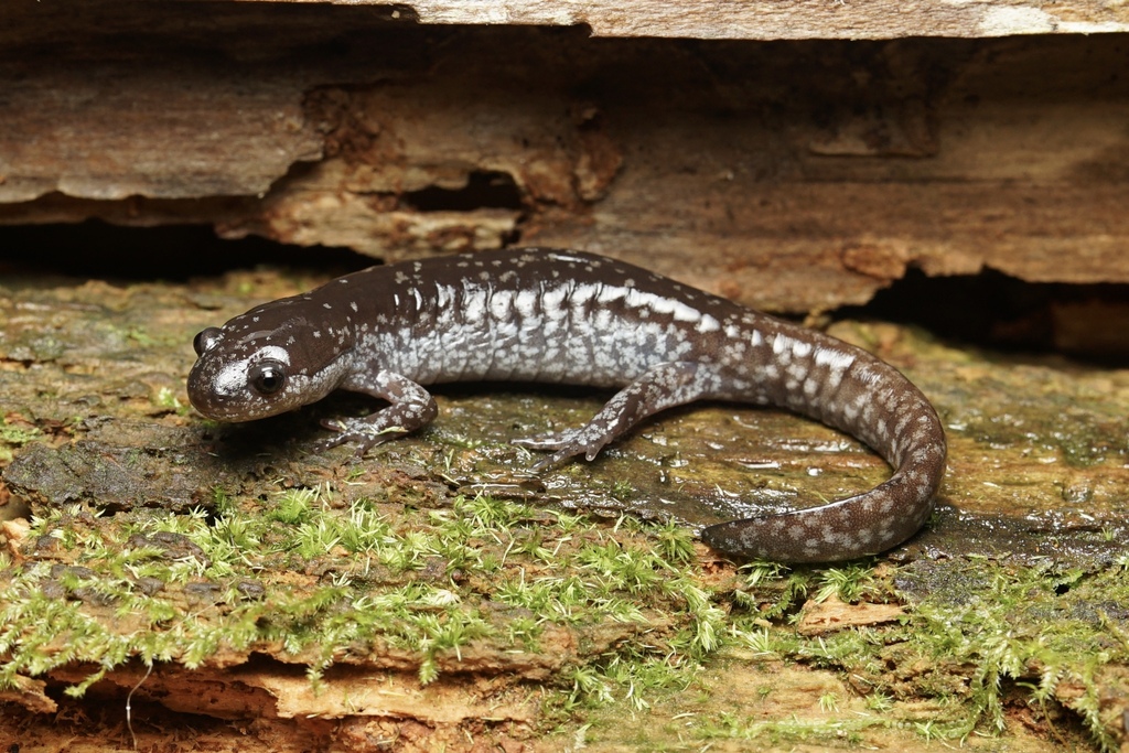 Mabee's Salamander in January 2022 by Graham Howe · iNaturalist