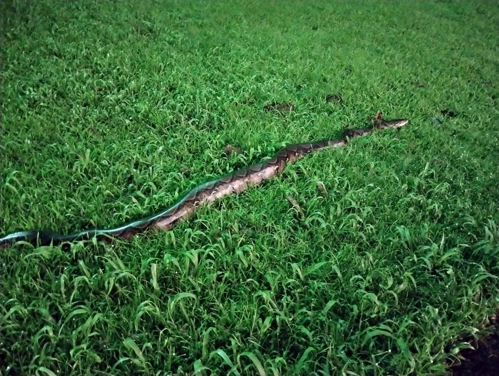 Reticulated Python from Puerto Rico on November 14, 2024 at 07:18 PM by ...