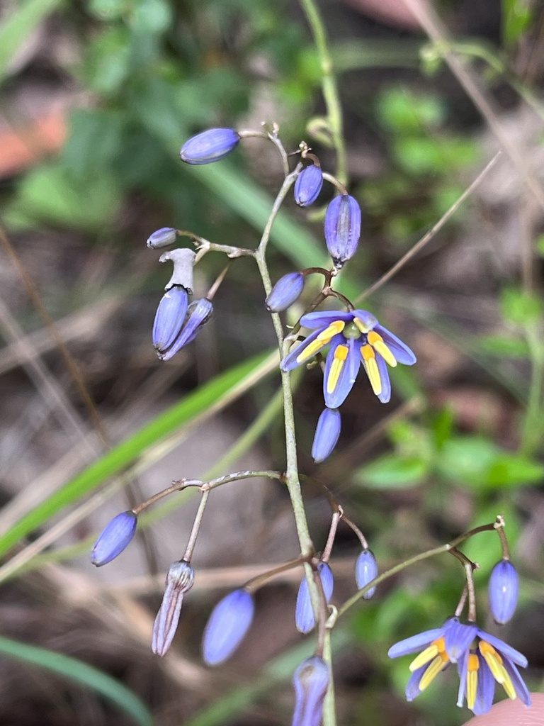 flax-lilies from East Gippsland Shire, Club Terrace, VIC, AU on ...