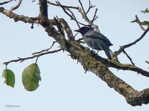 Bismarck Cicadabird (Edolisoma remotum) · iNaturalist