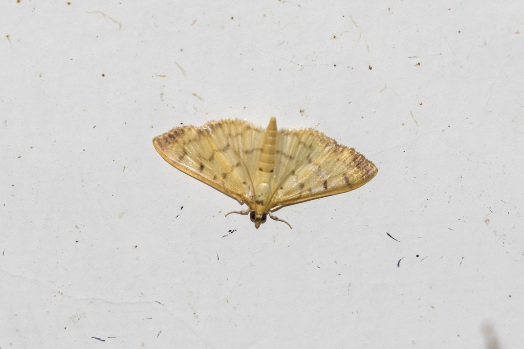 Patania balteata from 6M3V+554, Tiratha, Chhattisgarh 494010, India on ...