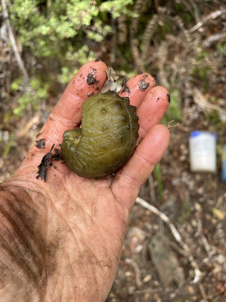 Leaf-veined Slugs from Remutaka Forest Park, Remutaka Forest Park ...