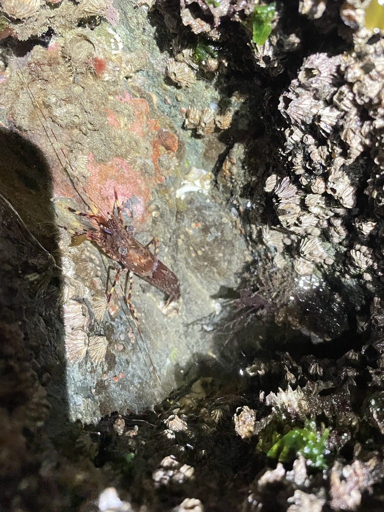 Dock Shrimp from Salish Sea, Saanich, BC, CA on November 14, 2024 at 09 ...