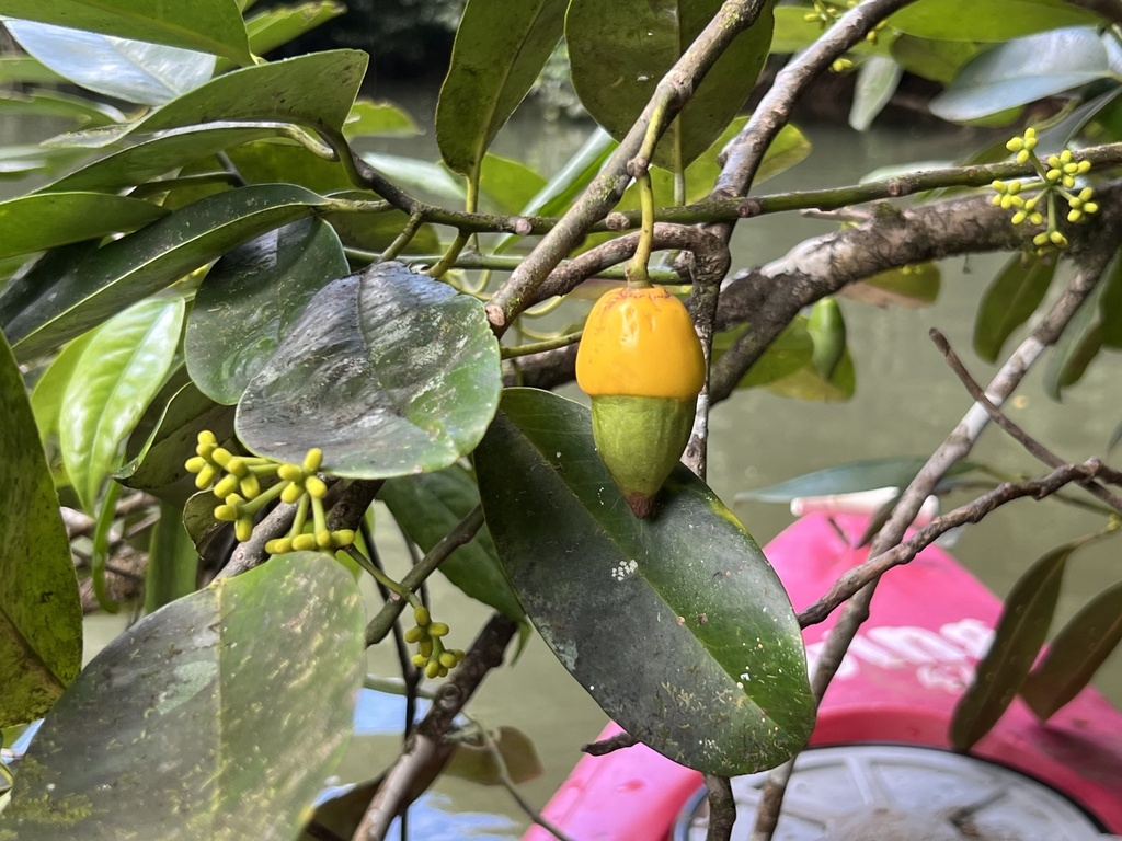 Stemonurus ammui from Babeldaob, Palau, PW on June 1, 2024 at 01:49 PM ...