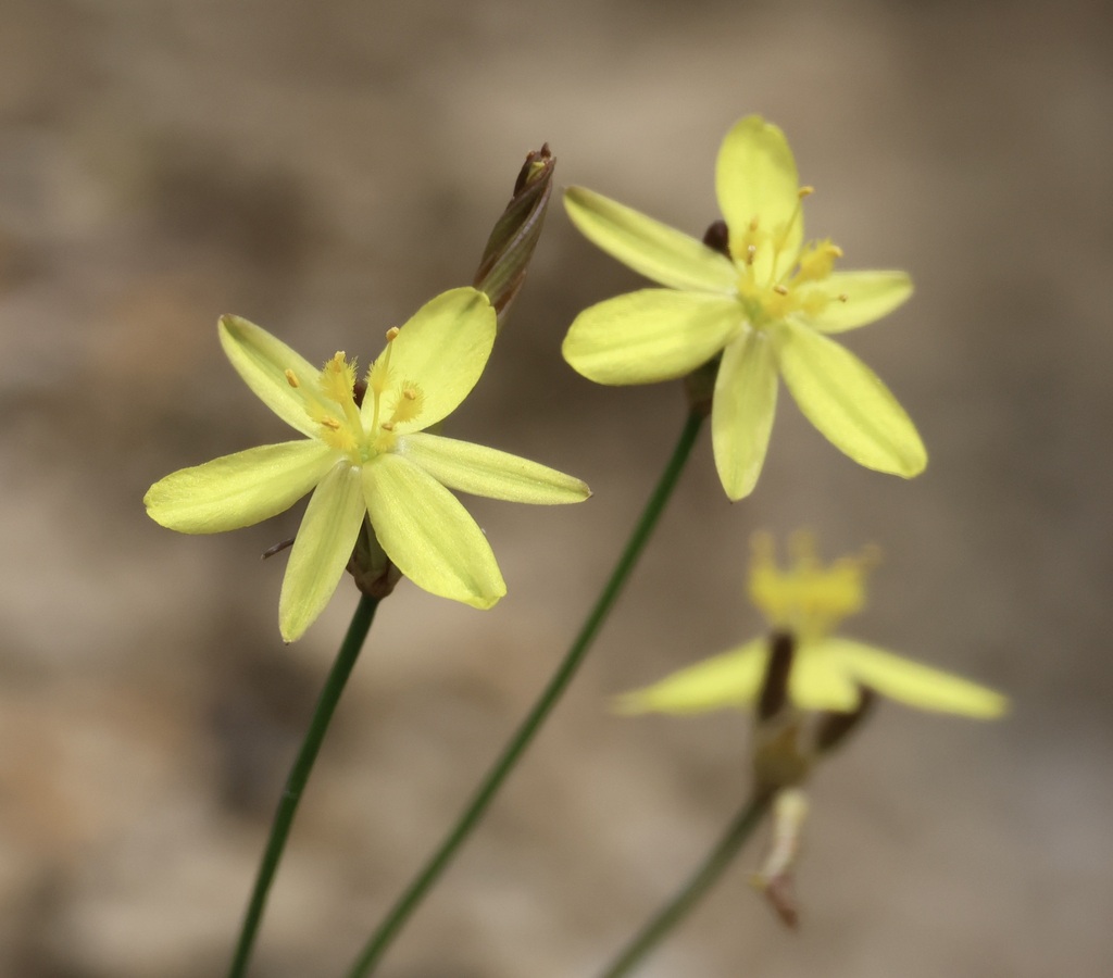 yellow rush-lily from Traralgon VIC 3844, Australia on November 9, 2024 ...